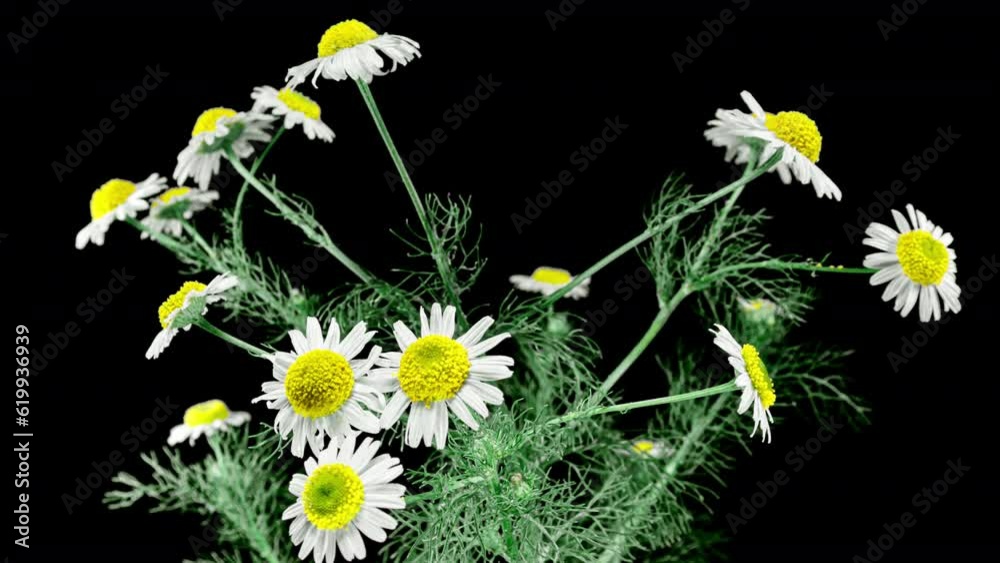 Tripleurospermum Inodorum Blooming White Flowers in Time Lapse on a ...