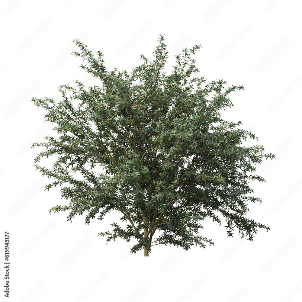 bush isolate on a transparent background, 3D illustration, cg render ...