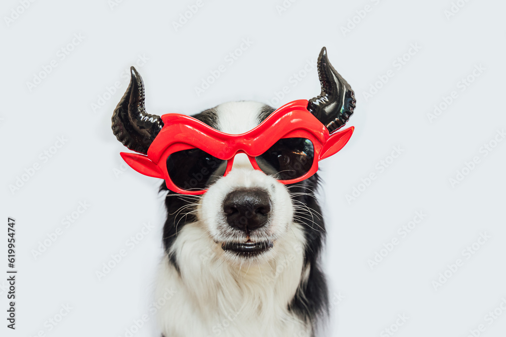 Trick or Treat concept. Funny puppy dog border collie dressed in ...