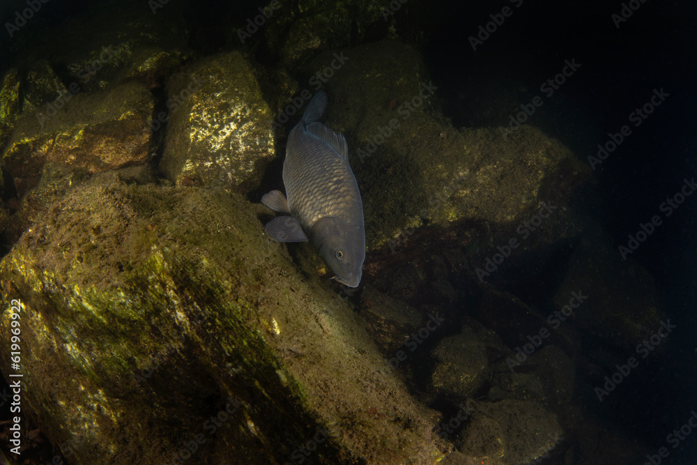 Eurasian carp during night dive. Carp is swimming on the bottom of the ...