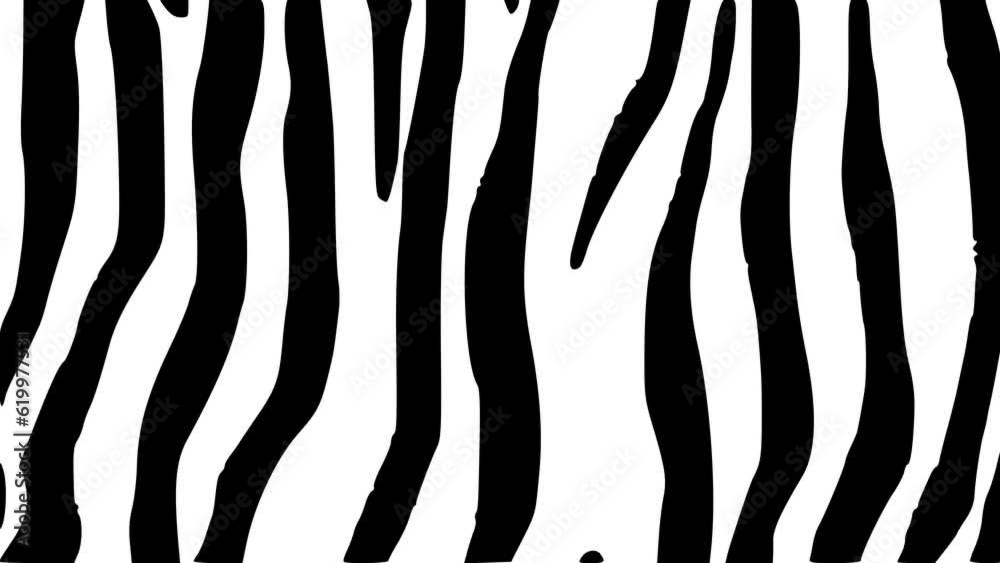Zebra Skin Pattern Background Overlay Animation Stock Video | Adobe Stock