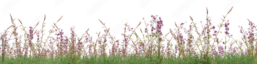 Evergreen daisy flower and grass field in nature, Flowres on garden in ...