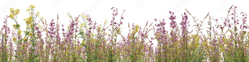 Evergreen colorful flower field in nature, Flowres on garden in springtime, Tropical forest ...