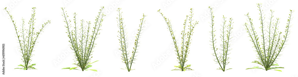 Set of evergreen plants with isolated on transparent background. PNG ...