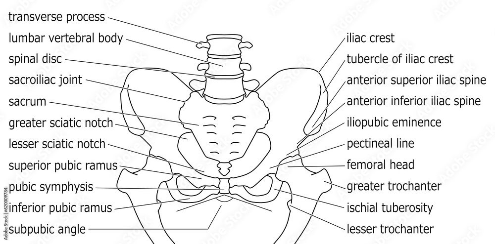 Diagram Of An Inferior Pubis Ramus