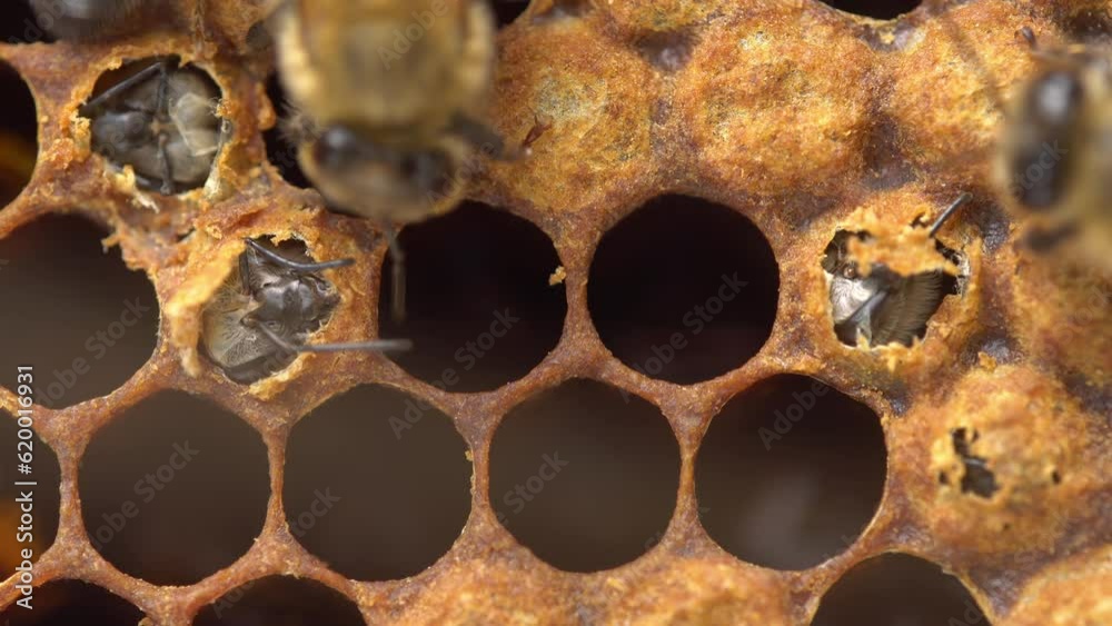 Honey Bee Brood, honeycomb. Brood care. The Birth of a Bee. Worker bee ...