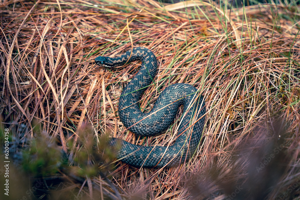 Wild adder snake photographed in the grass of the Scottish Highlands ...