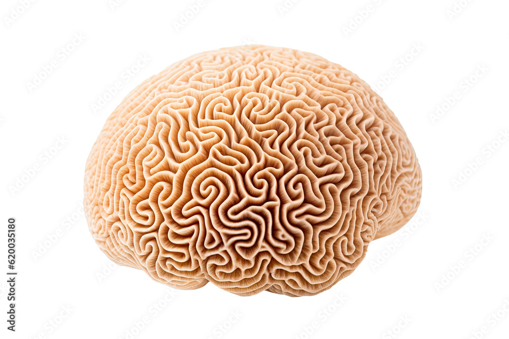 Lobed Brain Coral on transparent background (PNG). Generative AI. Stock ...
