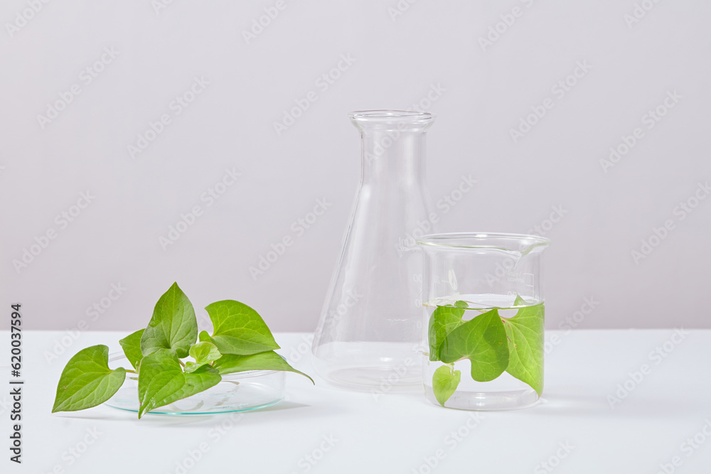 White background for displayed product with fish mint leaves and lab ...