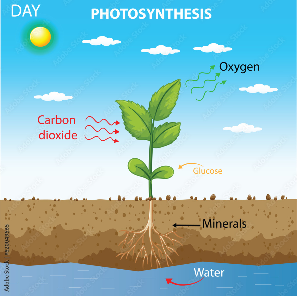 Photosynthesis. Nature's solar-powered process where plants convert ...