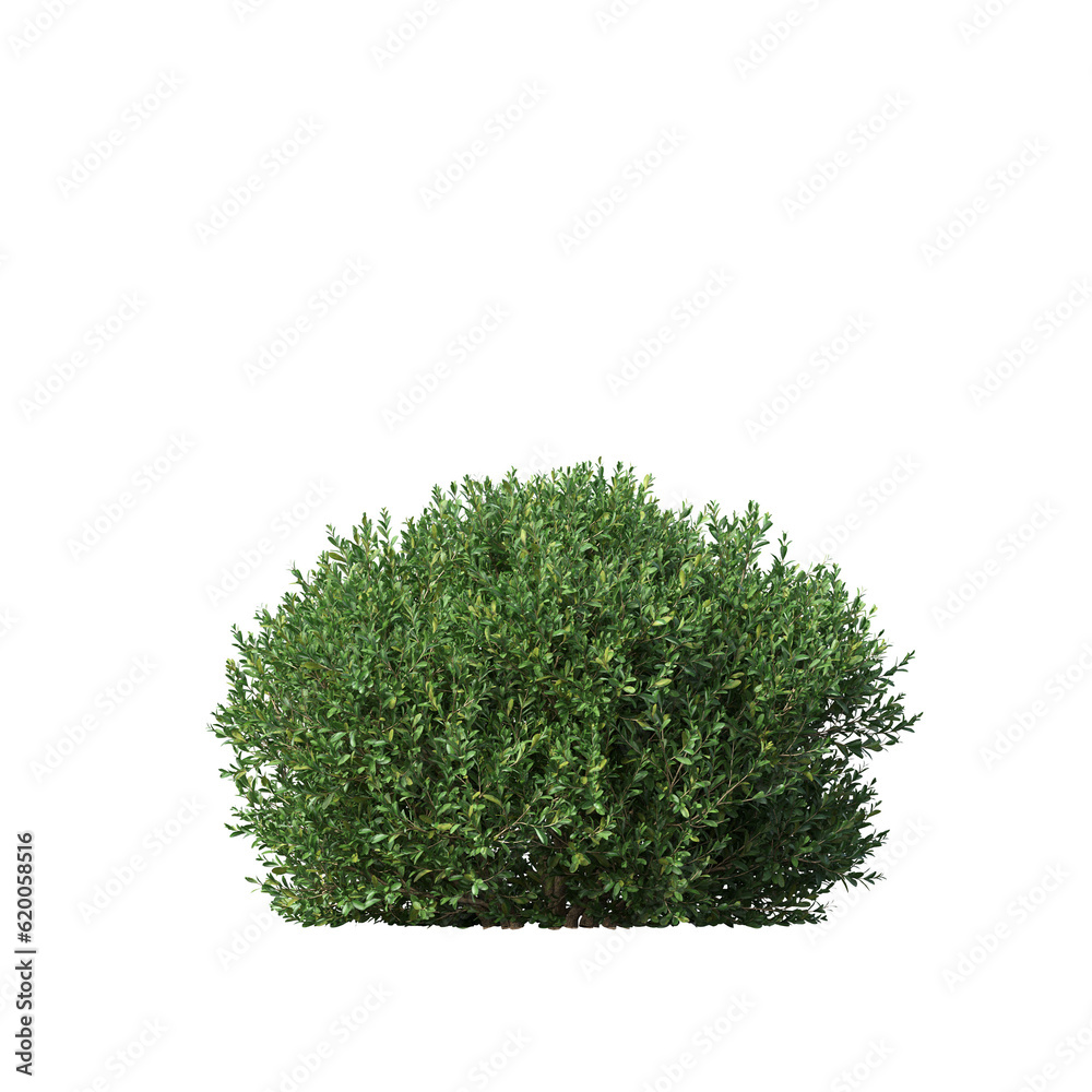 bush isolate on a transparent background, 3D illustration, cg render ...