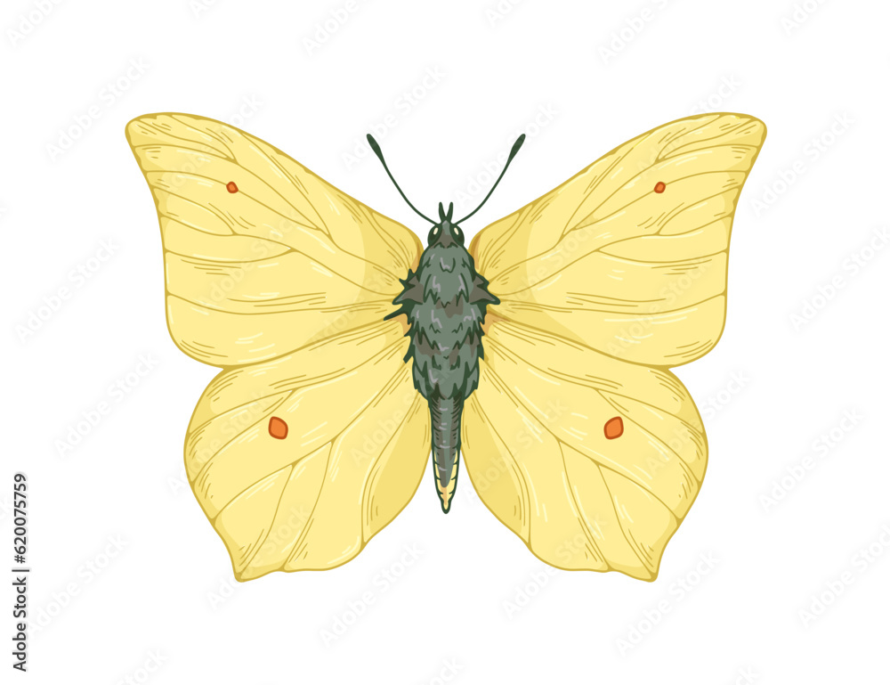 Butterfly of Gonepteryx rhamni species in vintage detailed style ...