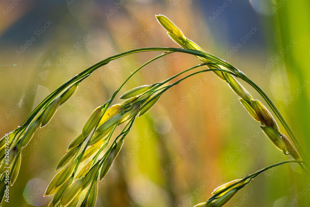 Ear of rice. Close-up to thai rice seeds in ear of paddy. Beautiful ...