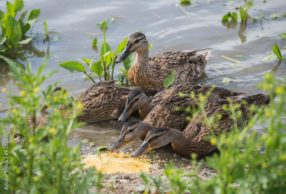 Ducks and ducklings peck forage on the riverbank. People feed wild ...
