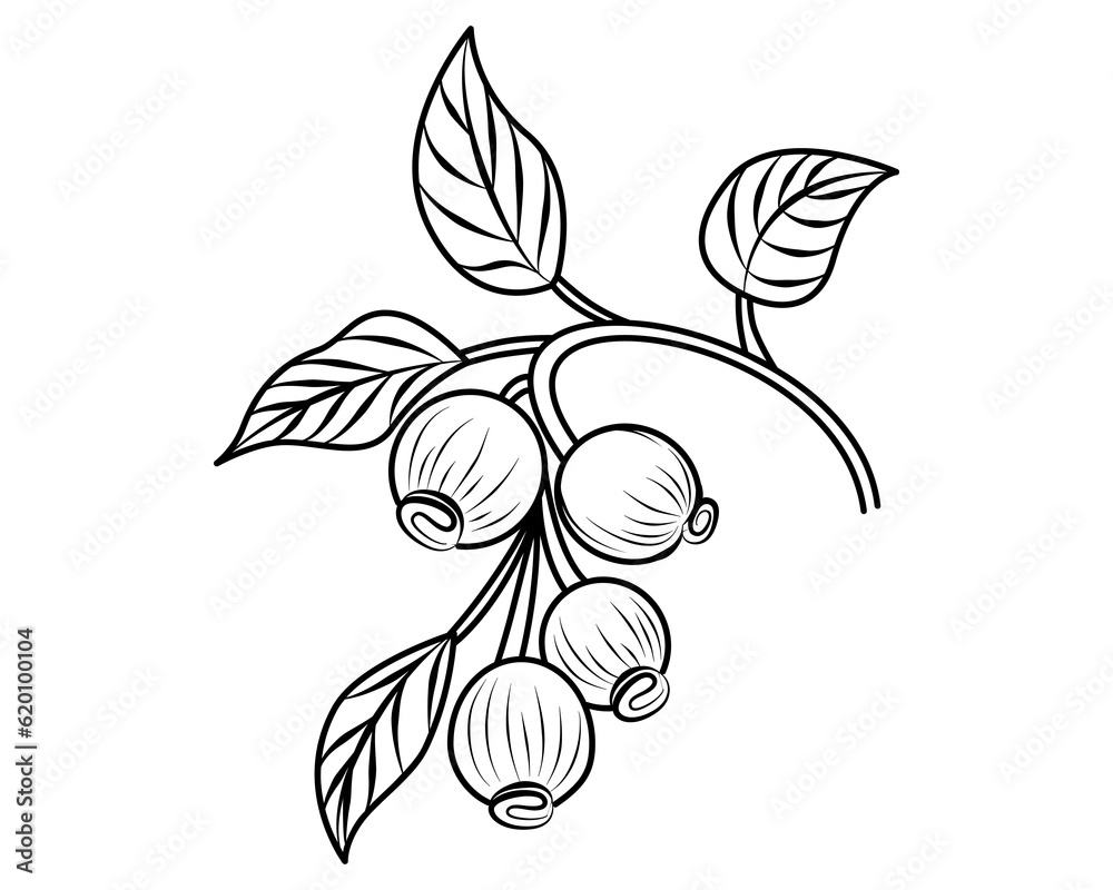 Coloring book Hawthorn. Berry. A branch of a deciduous plant. A forest ...