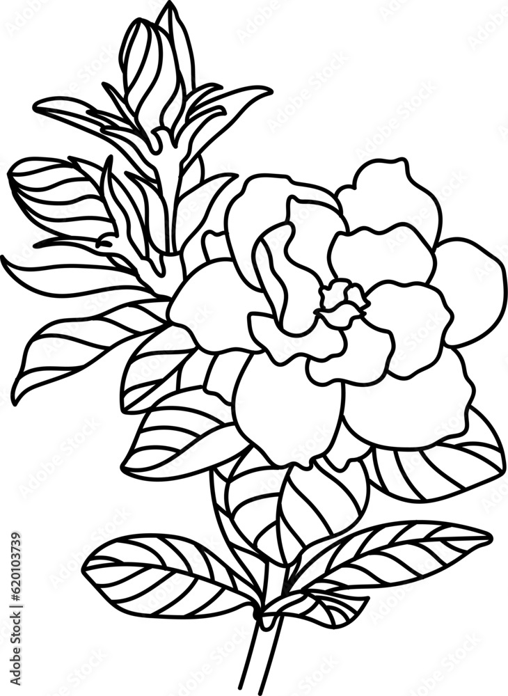 Vetor de Gardenia branch line drawing vector, flower bud and bloom ...
