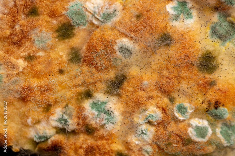 Mold on bread close-up macro. Mold on food. Fluffy mold spores as a ...