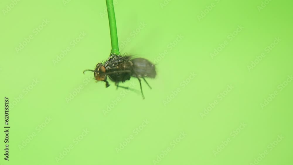 Housefly flying on green background to study flight. Musca domestica ...