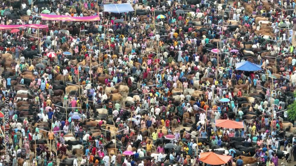 Cattle market, Livestock market, Thousands of cows are lined up to be ...