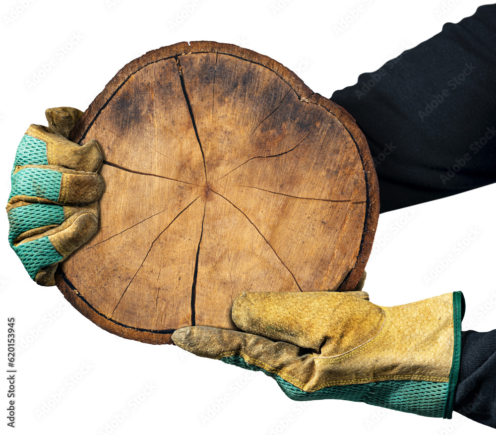 Hands with protective work gloves holding a cross section of a tree ...