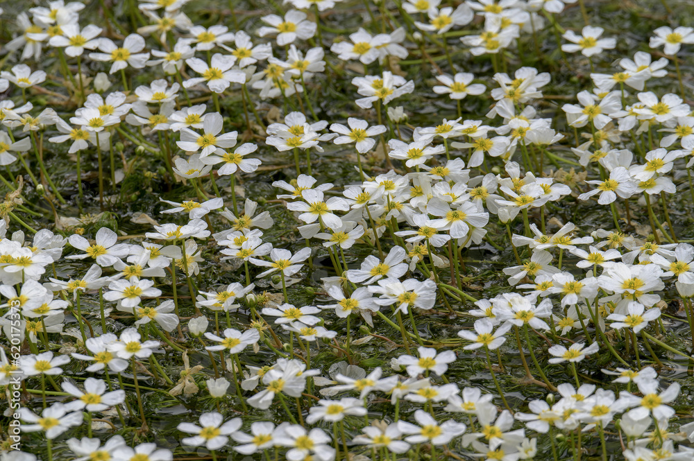 Flores blancas en el rio. son flores que sale en los cauces del rio ...