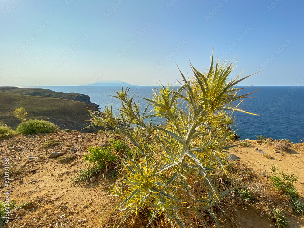 Picnomon acarna - Xanthium spinosum, growing in the mountains of the ...