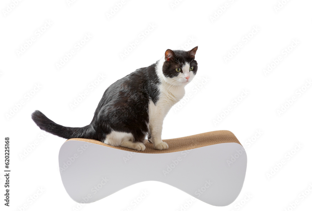 Funny cat is resting on a couch - scratching post isolated on a white ...