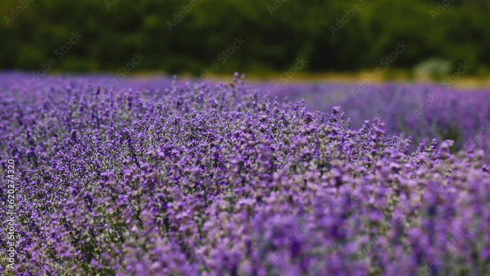 Smooth rows of lavender plants. Lavender blooming flowers bright purple ...