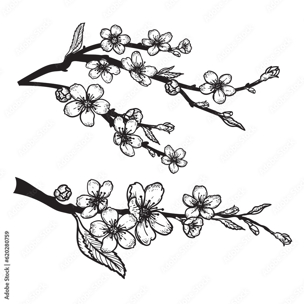 Hand drawn sketch style cherry blossom set. Spring flower illustration ...