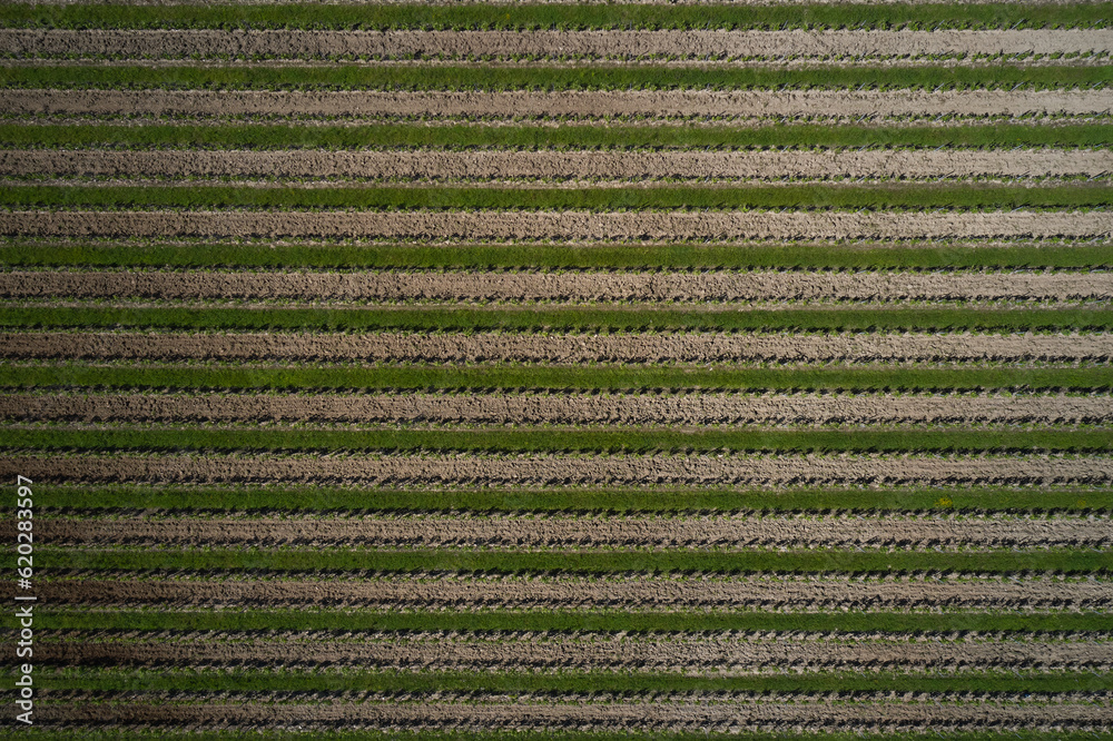 Grape plantation in Italy top view. Fruit rows aerial view. Rows of ...