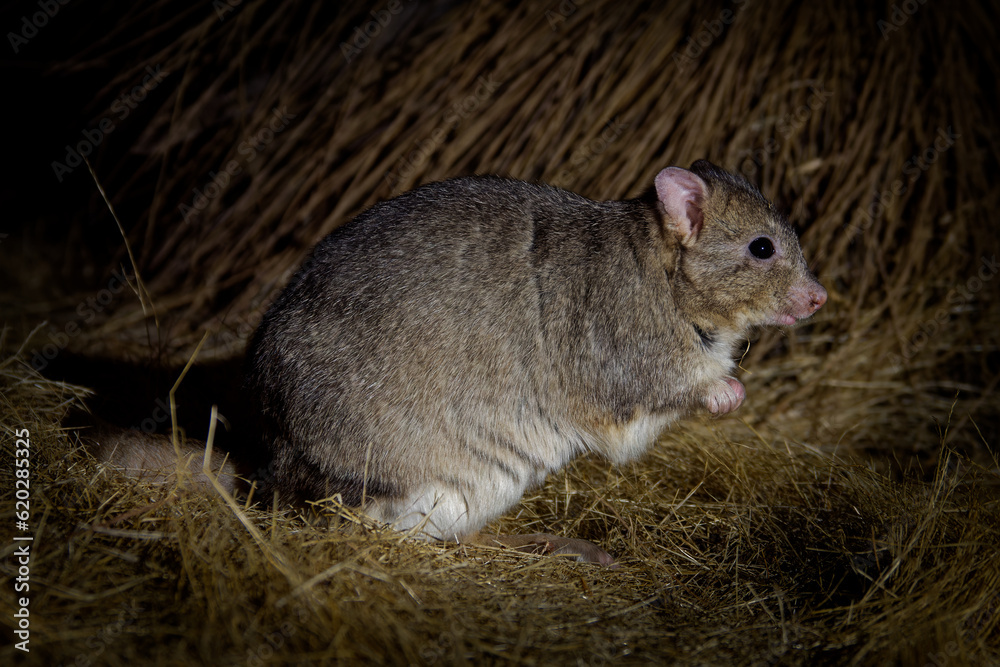Boodie - Bettongia lesueur also Burrowing bettong or Lesueur's rat ...