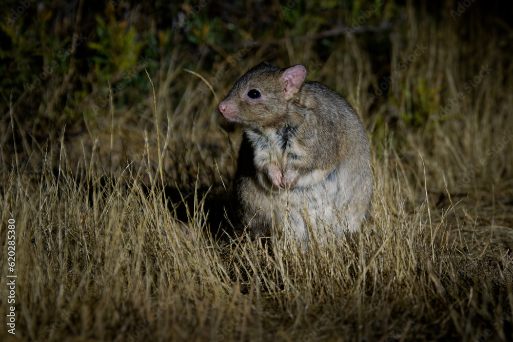 Boodie - Bettongia lesueur also Burrowing bettong or Lesueur's rat ...