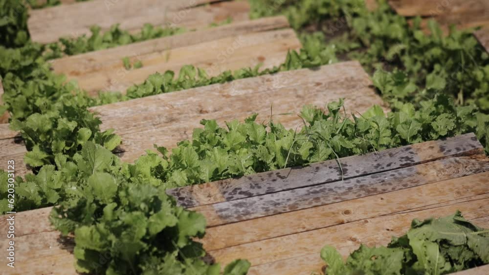 Wooden decks for snails breeding outdoors. Snail farm, breeding grape ...