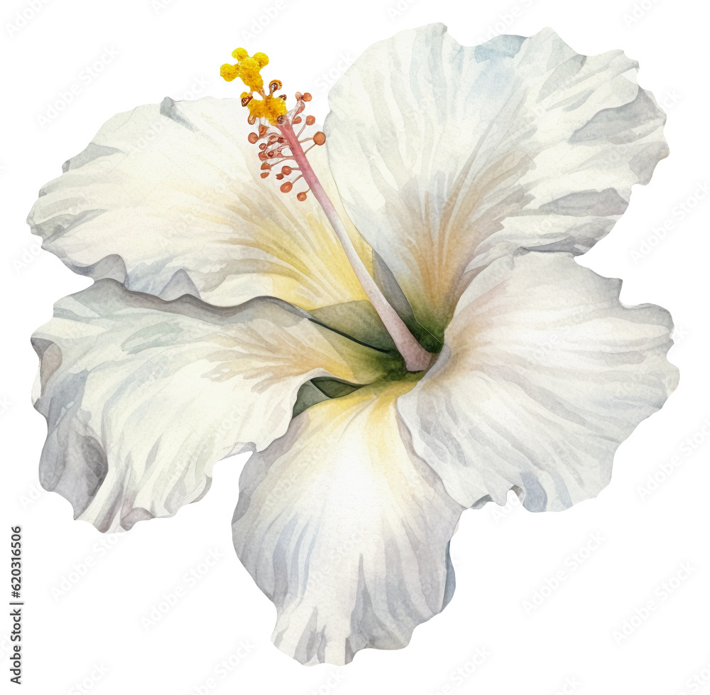 Watercolor illustration of a white tropical flower Hibiscus. Ai ...