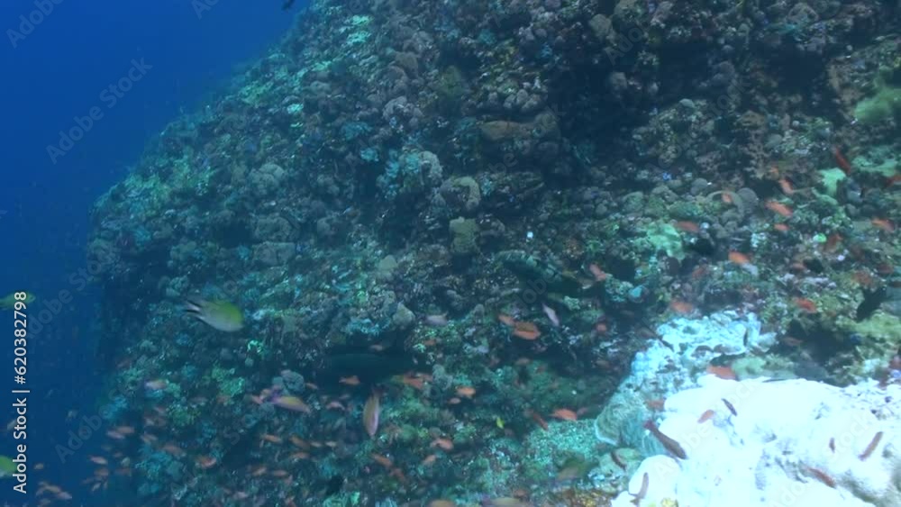 Underwater coral reef, with its rich diversity of coral and fish ...