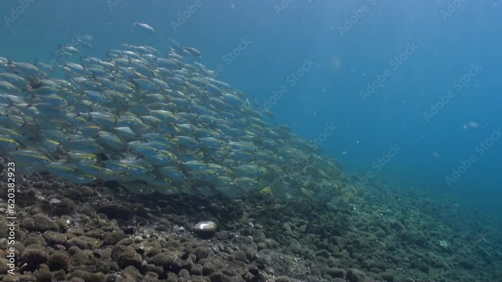 Graceful dance of school of fish with yellow stripe in underwater world ...