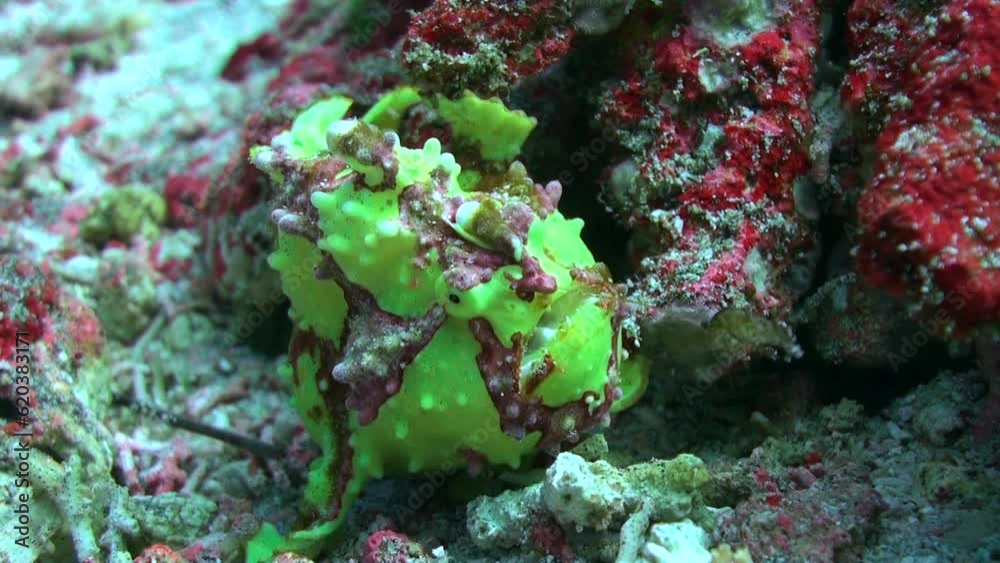 Unique appearance of green anglerfish fascinated divers and researchers ...