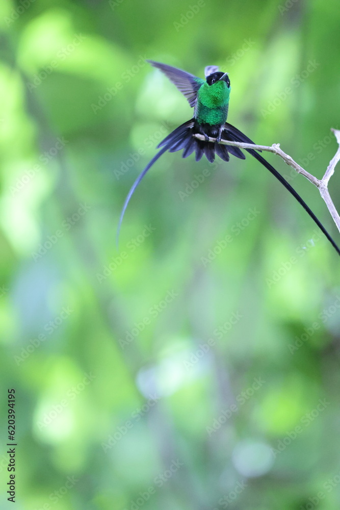 The black-billed streamertail (Trochilus scitulus) is a species of ...