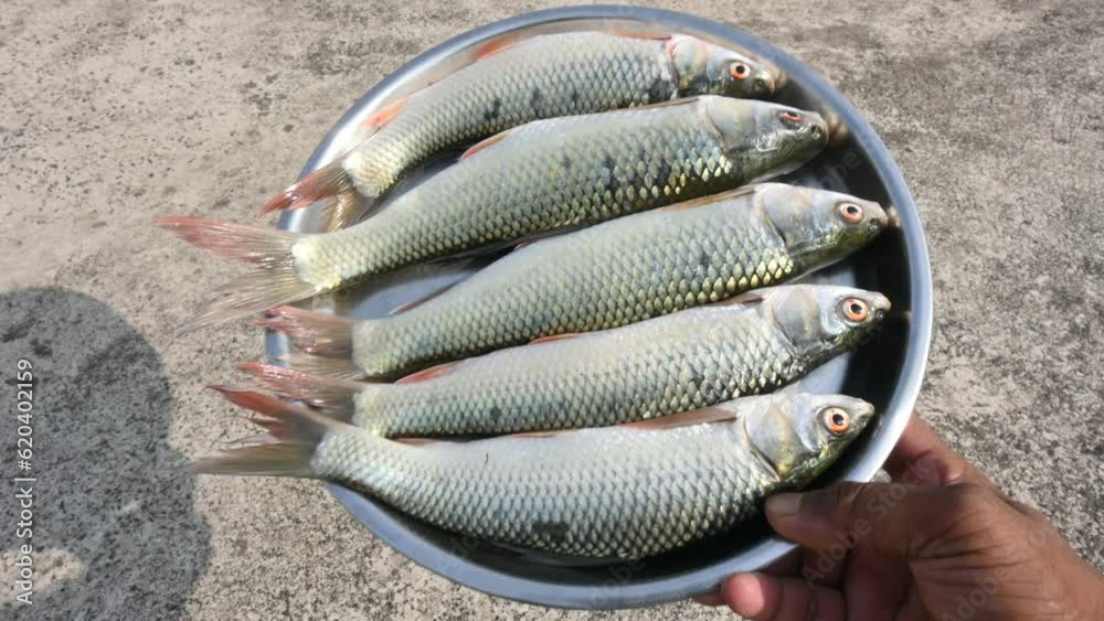 Rohu fish. It is a species of fish of the carp family. its other names ...