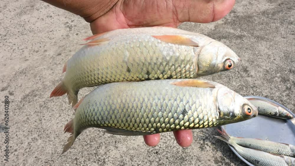 Rohu fish. It is a species of fish of the carp family. its other names ...