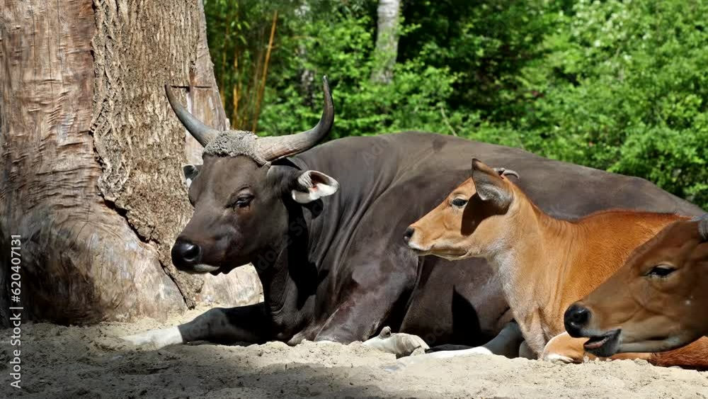Banteng, Bos javanicus or Red Bull. It is a type of wild cattle But ...
