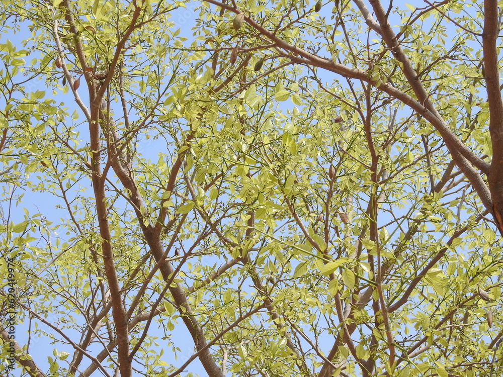 Pongam oiltree, Millettia pinnata leaves, also known as Pongamia ...