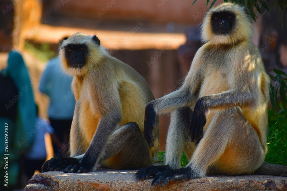 Gray langurs, also called are Old World monkeys native to the Indian ...