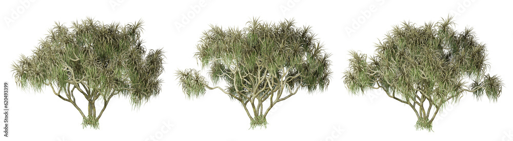 Pandanus tectorius palm tree on transparent background, png plant, 3d ...