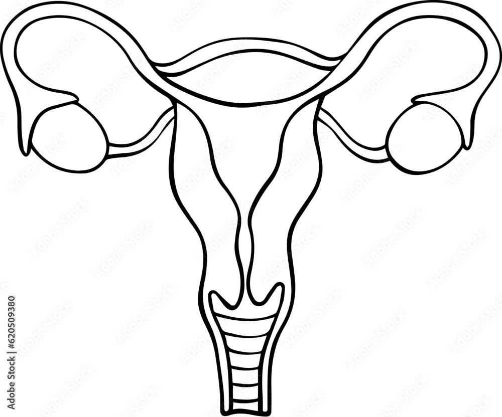 Vector Illustration Of A Female Reproductive Organ Line Art Hand Drawn Stock Vector Adobe Stock