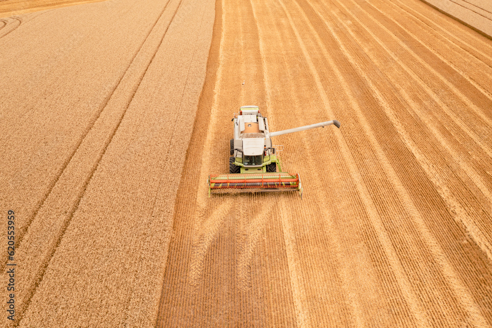 The combine harvests wheat in the field and prepares the pipe for ...