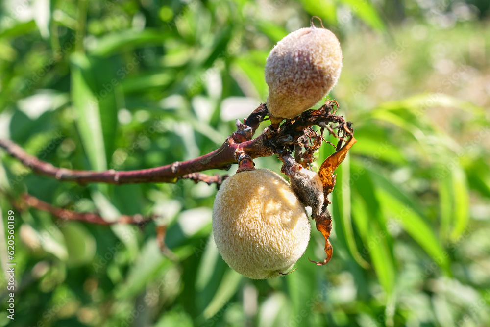 Drying and rotting of peach fruits. Peach crop failure due to pests and ...