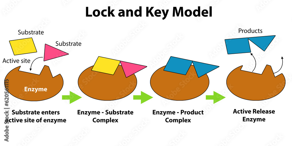 Lock and key model of enzyme catalysis Stock Illustration | Adobe Stock