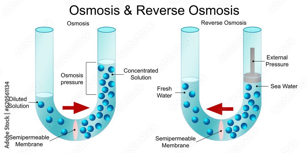 Osmosis and reverse osmosis diagram Stock-Illustration | Adobe Stock