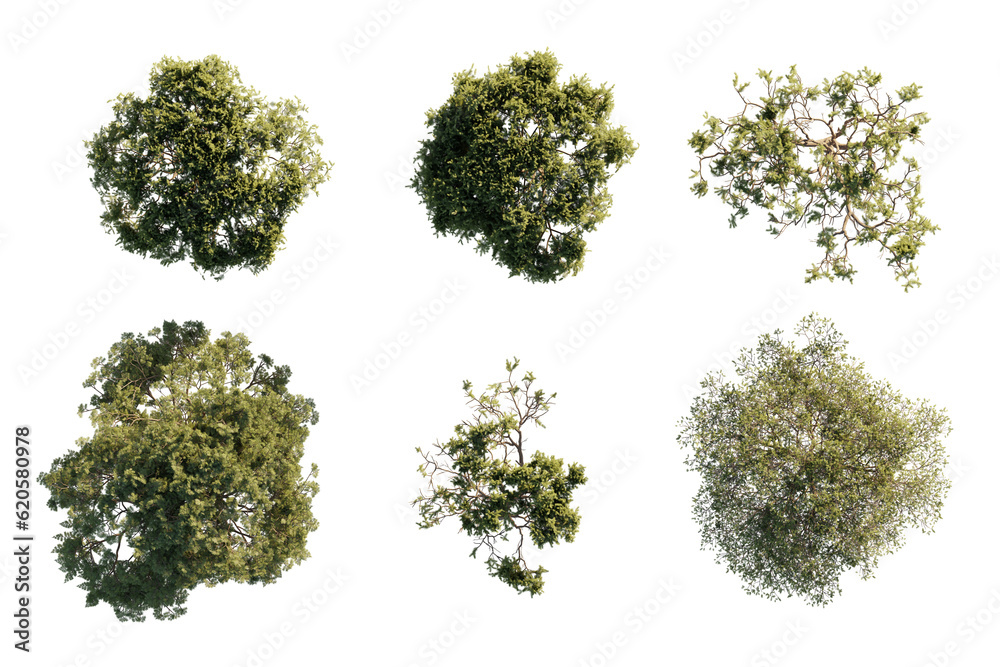 isolated pinus tree from top view, best use for architecture plan ...